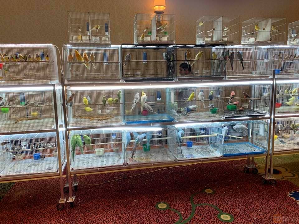 Bird Fair (Dec 2025), St Augustine Exotic Bird Expo, St. Augustine USA ...