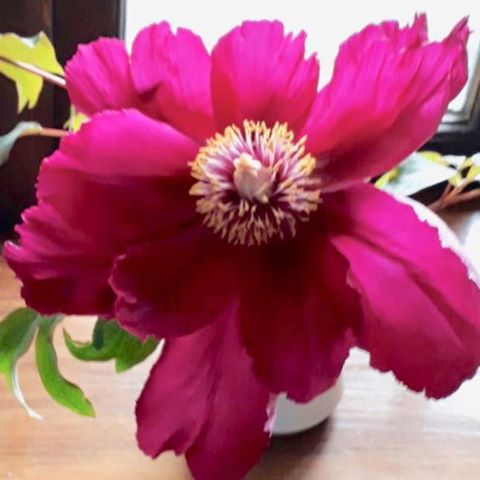 Visitors, People Attending Waimate Strawberry Fare, Waimate, New Zealand